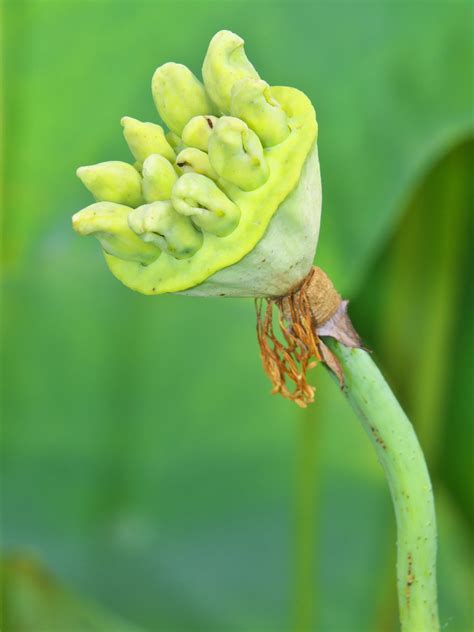 Lotus Nii03 Flickr