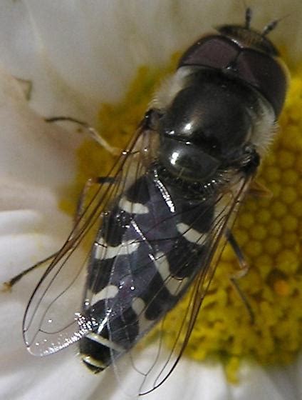 Alaska Syrphid Scaeva Affinis Bugguide Net