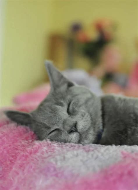 A Photo Of My Cat Chidi Scrolller A Photo Of My Cat Chidi Scrolller