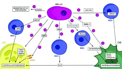 The Influence Of Mm Evs On Osteolysis And Bone Formation Induction Of Download Scientific