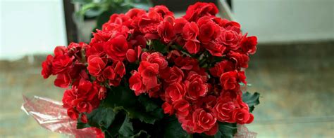 ТОП 10 лучших комнатных растений для квартиры