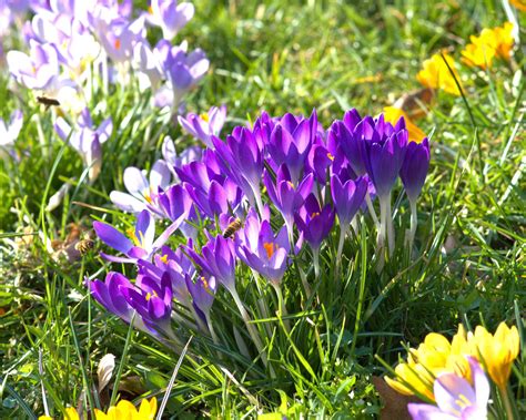 How To Plant Crocus Bulbs For A Pretty Springtime Display Homes And