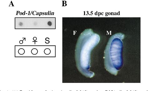Pod 1 Capsulin Shows A Sex And Stage Dependent Expression Pattern In The Mouse Gonad