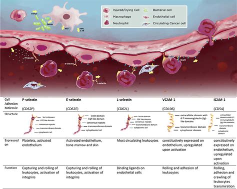Adhesion Disease In Hindi At Ethel Laskey Blog