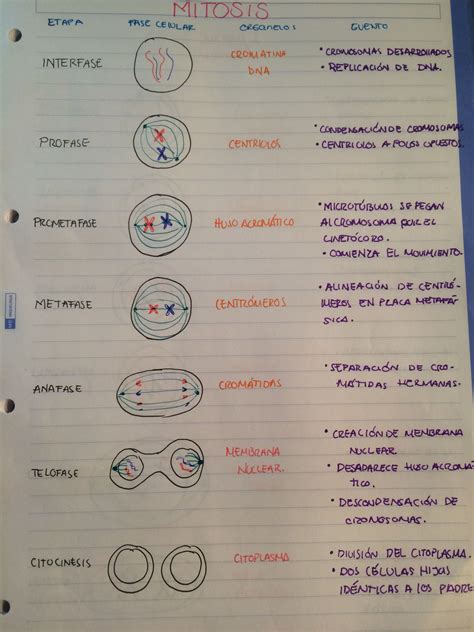 Mitosis Mitosis Notas De Biología Frases Celebres De Libros