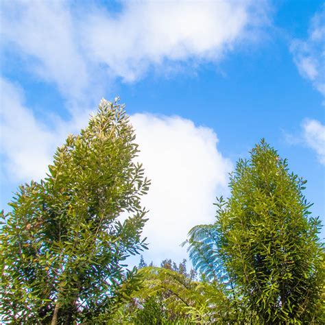 Knightia Excelsa — Kauri Park