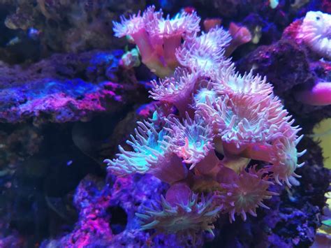 15 Amazing Underwater Plants And Marine Life Ocean Info