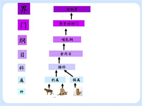 生物八年级下册 生命科学第4章 生物的类群第四节 生物的分类精品ppt课件 教习网课件下载