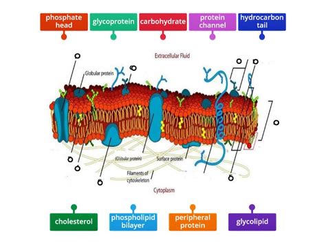 Fluid Mosaic Model Labelled Diagram Fluid Mosaic Model Labelled Diagram