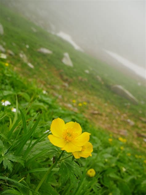 シナノキンバイ by kyota0319 ID11291360 写真共有サイト PHOTOHITO