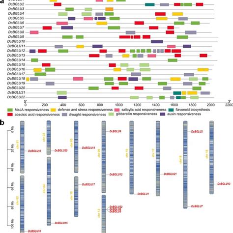 Cis Elements Analysis And Chromosomal Localization Of Dcbglus Download Scientific Diagram