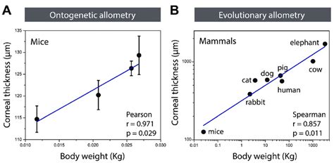 Allometric Scaling For Corneal Thickness A Allometric Scaling