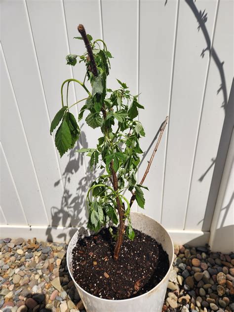 Raspberry Transplanting R Gardening