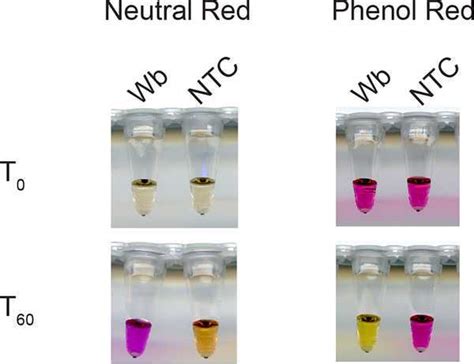 Colorimetric Lamp Rt Lamp Protocol