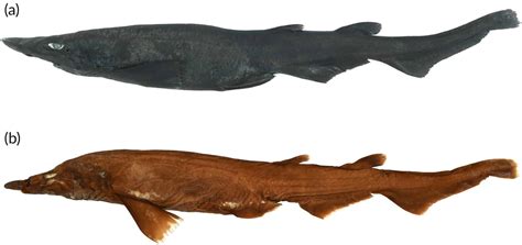 New Demon Shark Species With Spooky White Eyes Discovered Off