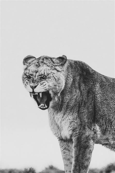 Communicating With An Avoidant Dos And Donts By Tayla Cameron Medium Communicating With An Avoidant Dos And Donts By Tayla Cameron Medium