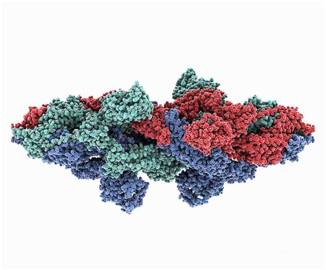 Sars Cov 2 Variant Dimer Of S Trimer Photograph By Laguna Design