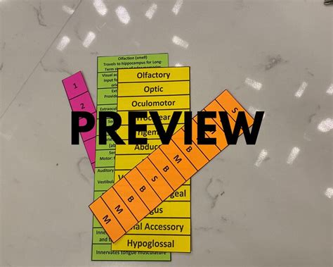 Cranial Nerves Study Kit Digital Download Final Exam Grad Babe Midterms Undergrad Board