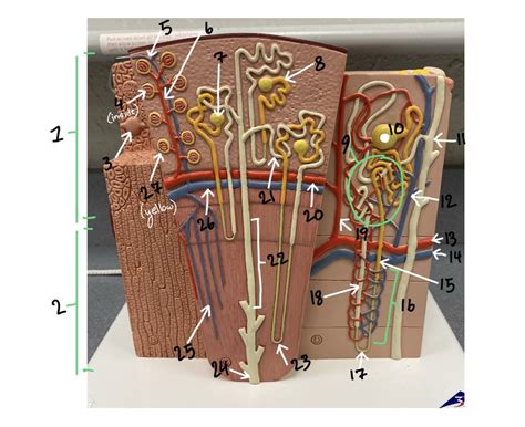 A P 2 Lab Exam 3 Diagram 21 Diagram Quizlet