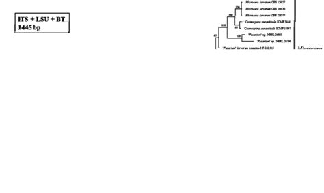 Consensus Tree From The Bayesian Phylogenetic Analysis Using The