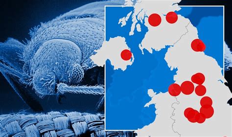 Map Shows Uk Bed Bug Hotspots With Insects Poised To Invade Nation Uk
