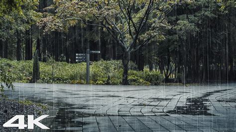 편안한 공원에 내리는 아름다운 빗소리 Asmr과 함께 걱정을 잊고 빠른 수면 불면증을 위한 백색소음 스트레스 해소에 좋은