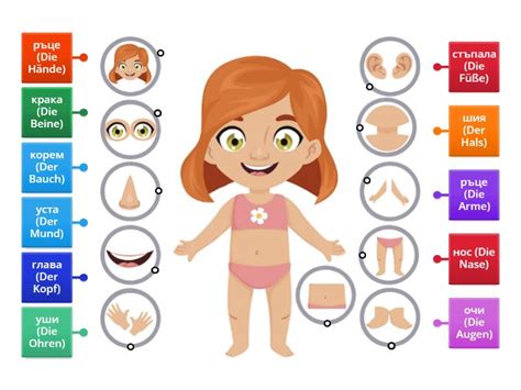 Части на тялото Körperteile Labelled Diagram