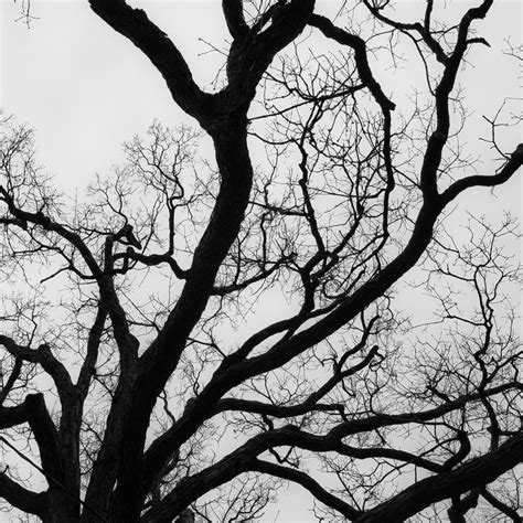 Fractals In Trees 005