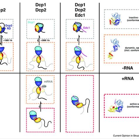 Pdf Dcp2 An Mrna Decapping Enzyme That Adopts Many Different Shapes