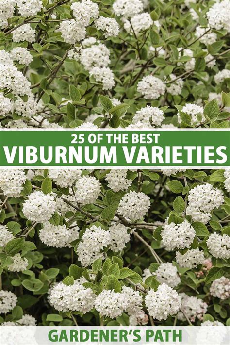 Growing Conditions For Viburnum Shrubs At Brian Durham Blog