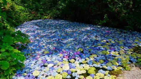中山の大藤の見頃開花状況まとめ サキドコロ