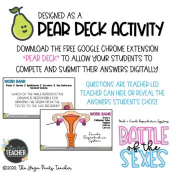 Battle Of The Sexes Activity Male And Female Reproductive System And Structures