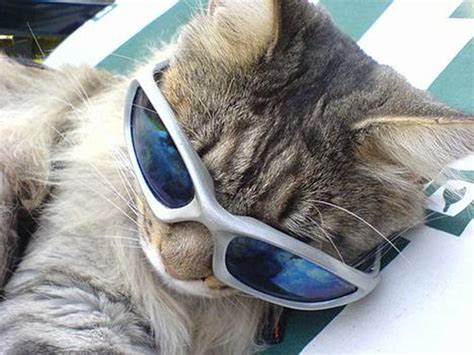 Maine Coon Mc Ejner 2000 Søde Ejner Er Den Dejligste M