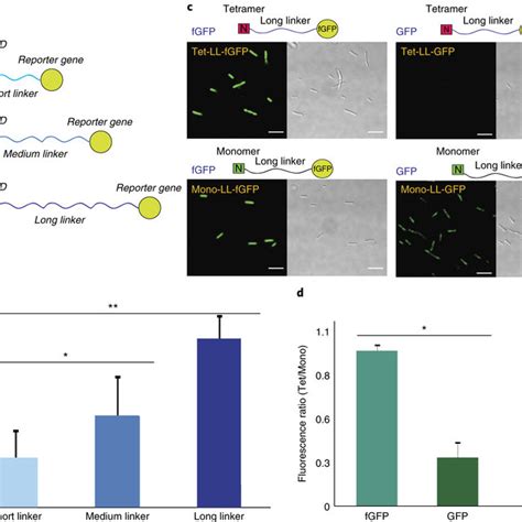 Extending The Linker Decreases Misassembly Rates A Scheme Depicting Download Scientific