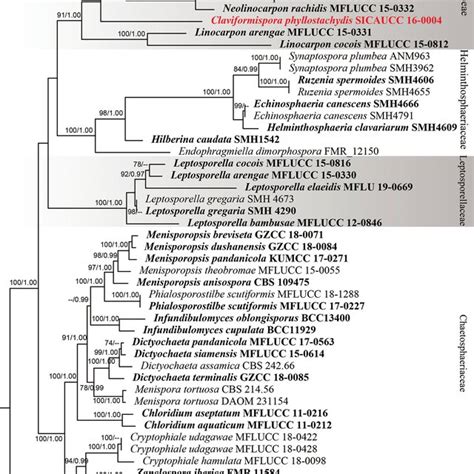 phylogram of raxml analysis based on a combined its lsu ssu and