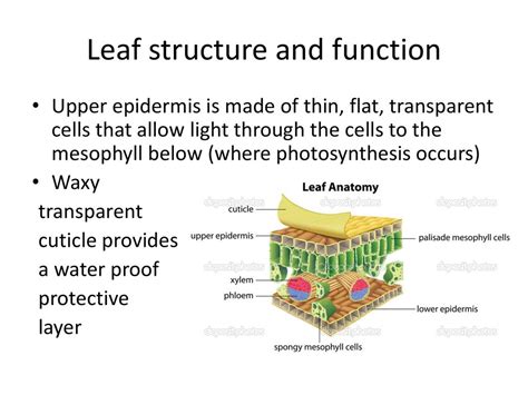 Chapter Light Independent Reactions Ppt Download