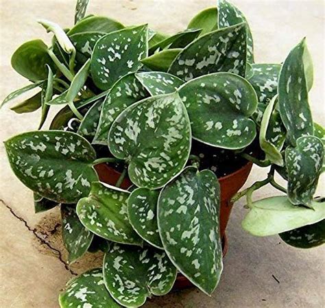 Silver Satin Pothos Scindapsus Pictus Silver Satin Philodendron