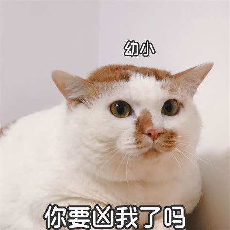 猫猫可爱表情包 堆糖，美图壁纸兴趣社区
