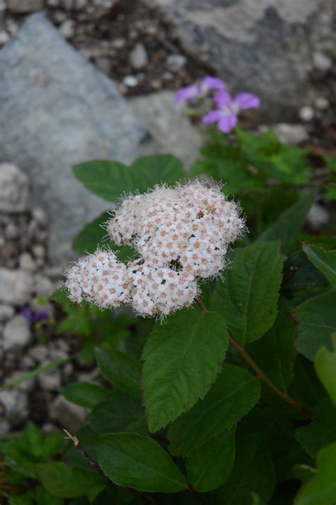 참조팝나무 산조팝나무 오마이 야생화 콩나물대제국