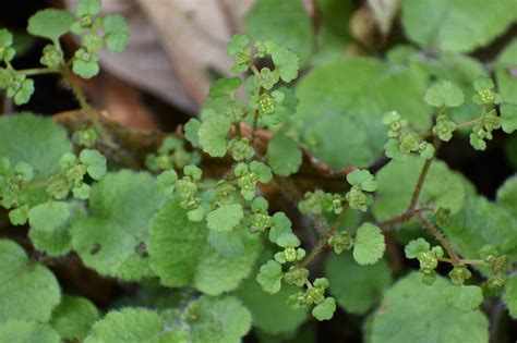 Chrysosplenium Eflora Of India