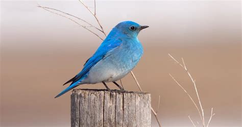 Bluebird Life Cycle