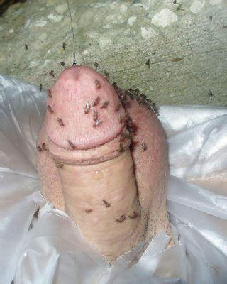 Mosquito Love My Penis Porn Pictures XXX Photos Sex Images 1963225 PICTOA
