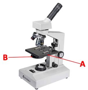 Lab Quizzes Flashcards Quizlet