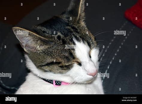Domestic Tabby Cat Stock Photo Alamy