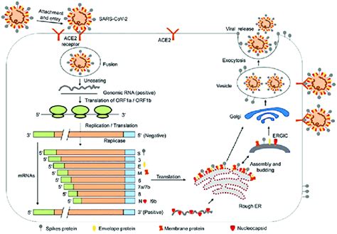 Covid 19 Replication Cycle Viral Pathophysiology Download