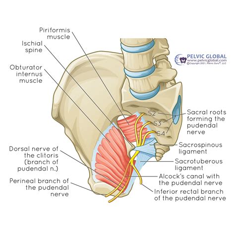 The Ultimate Guide To Pelvic Floor Physical Therapy Everything You