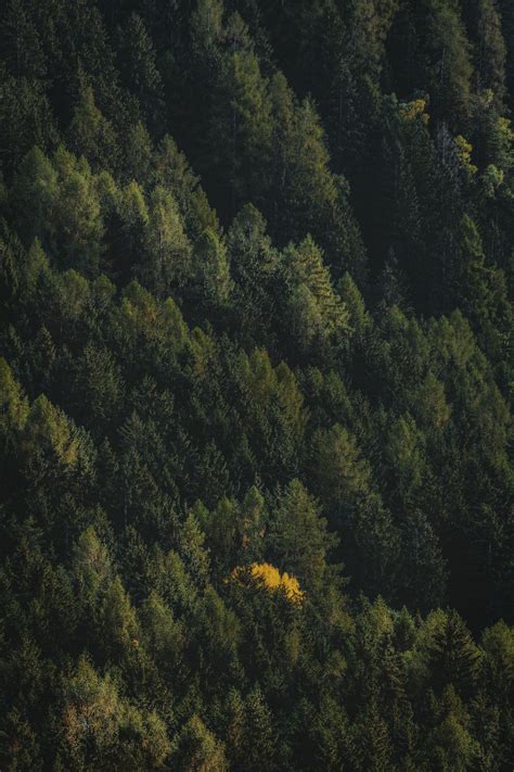 검은 색과 갈색 나무 그림 사진 Unsplash의 무료 배경 화면 이미지