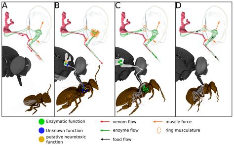 A Dipterans Novel Sucker Punch Evolution Of Arthropod Atypical Venom