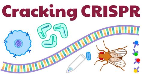 Cracking Crispr Ask A Biologist