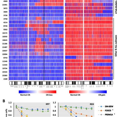 Functional Assays And Further Analysis Implicate Foxo3 And Prdm1 As 6q Download Scientific